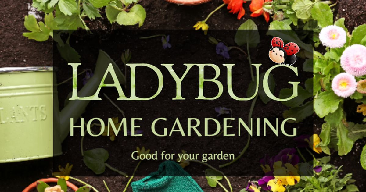 Ladybug Home Gardening